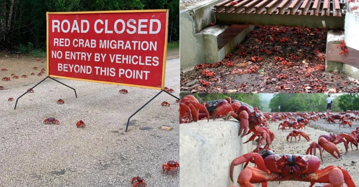 Jutaan Ekor Sudah Mula Bermigrasi, Ini Fakta Menarik Ketam Merah Ramai ...