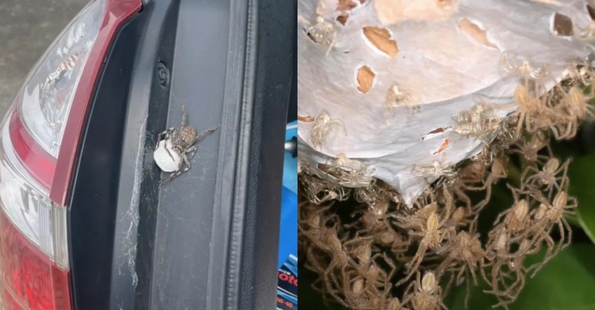 Lelaki Dilapor Temui 200 Ekor Anak Labah-Labah Bersarang Dalam But Kereta