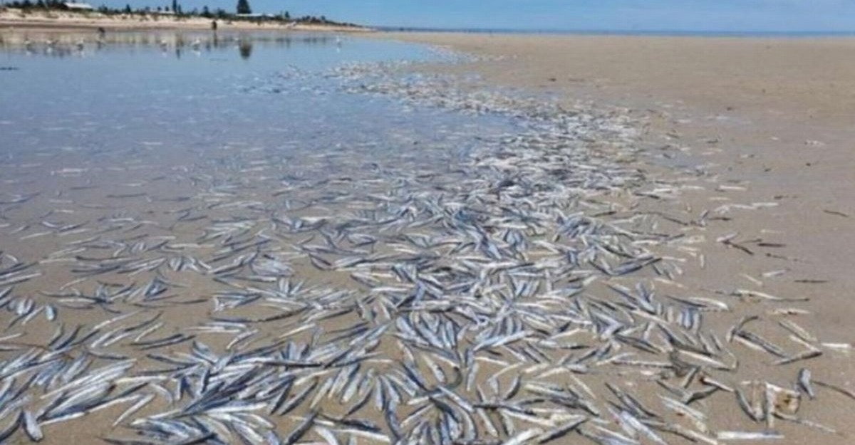 Ratusan Bangkai Ikan Terdampar Gemparkan Pengunjung Pantai, Dikaitkan ...