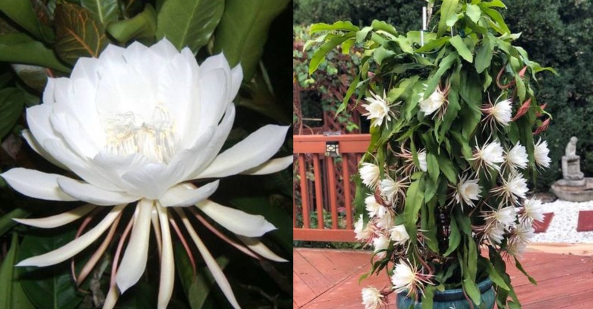 Digelar 'Queen of the Night', Bunga Ini Hanya Mekar Satu Malam Saja ...
