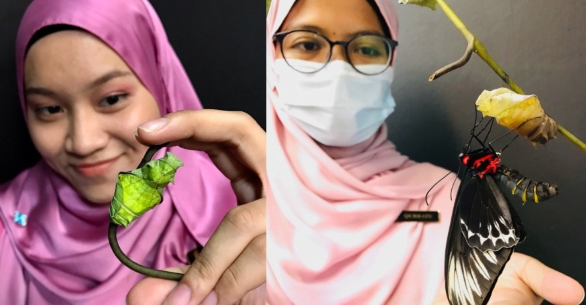 Rama-Rama Kebangsaan Malaysia, Rajah Brooke's Birdwing Berjaya Dibiakkan