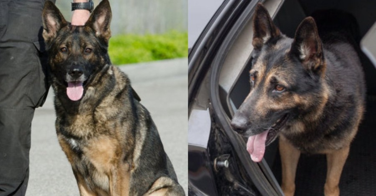 Latihan Anjing K-9 Polis: Bagaimana Ia Dilatih Untuk Jejak Penjenayah