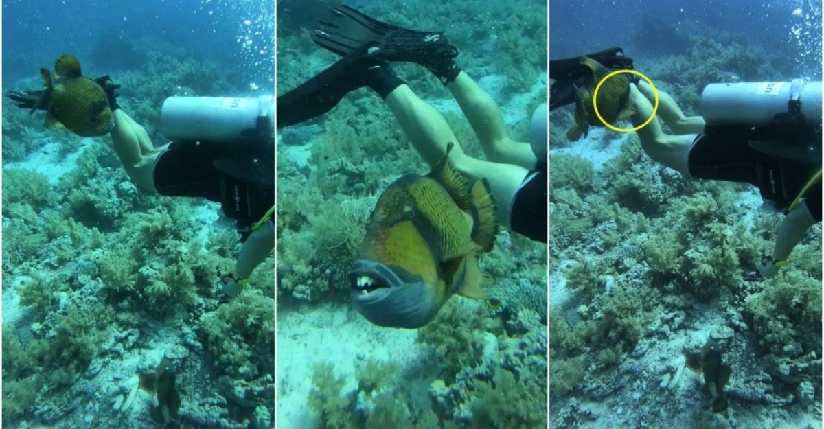 Padah Terlanggar Sarang, Penyelam Skuba Diserang Ikan Bergigi Tajam