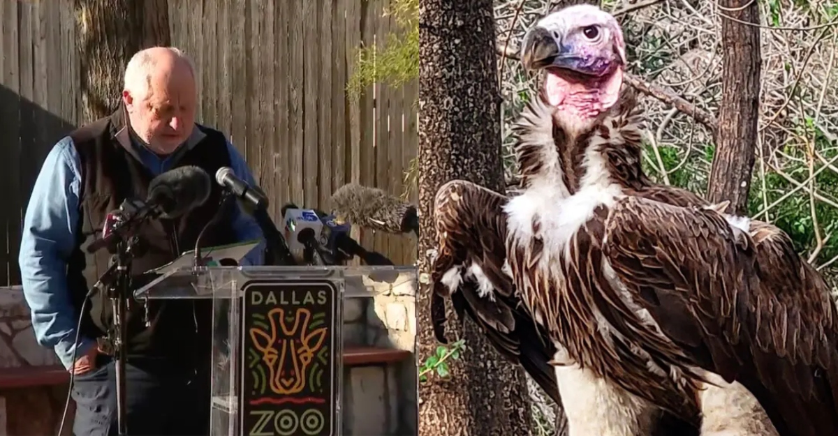 Burung Hering Mati Mengejut, Zoo Dallas Tawar Lebih RM40k Pada Yang ...