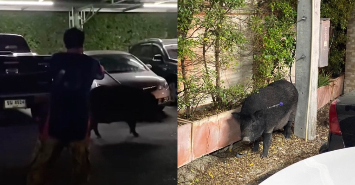 Babi Hutan Besar Bikin Onar, Liat Nak 'Tumbang' Walau 5 Kali Ditembak ...