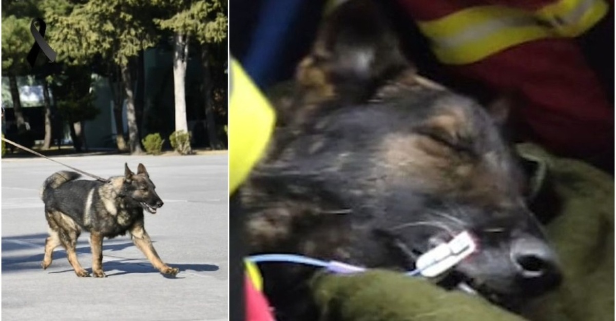 Proteo, Anjing SAR Dari Mexico Terkorban Ketika Bertugas Cari Mangsa ...