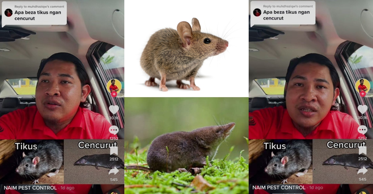Rupa Sama Tapi Spesies Berlainan, Kenali Beza Tikus & Cencurut