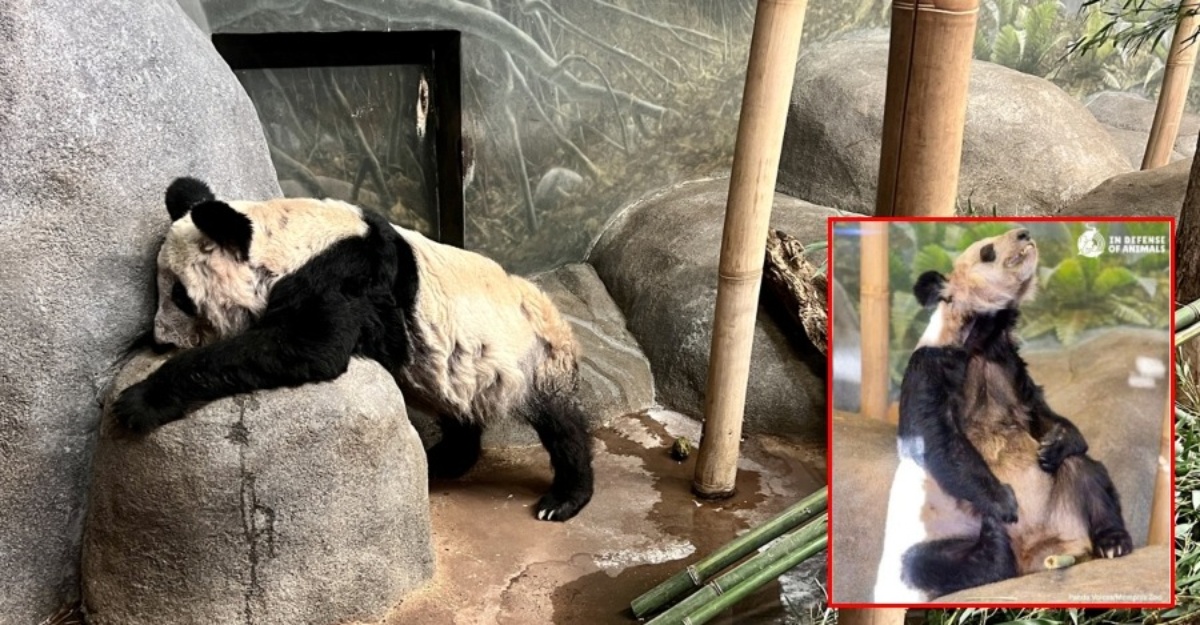 Tular Kurus & Lemah, Panda Di Zoo US, Ya Ya Akan Pulang Ke China
