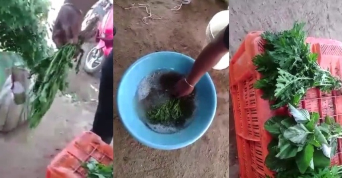 Aneh, Sayur Layu Jadi Segar Semula Selepas Dicelup Dengan Cecair 'Misteri'