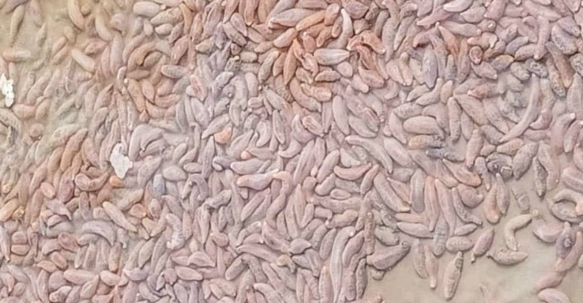 Penduduk Gempar, Bronok Naik 'Darat' Penuhi Sungai Melaka