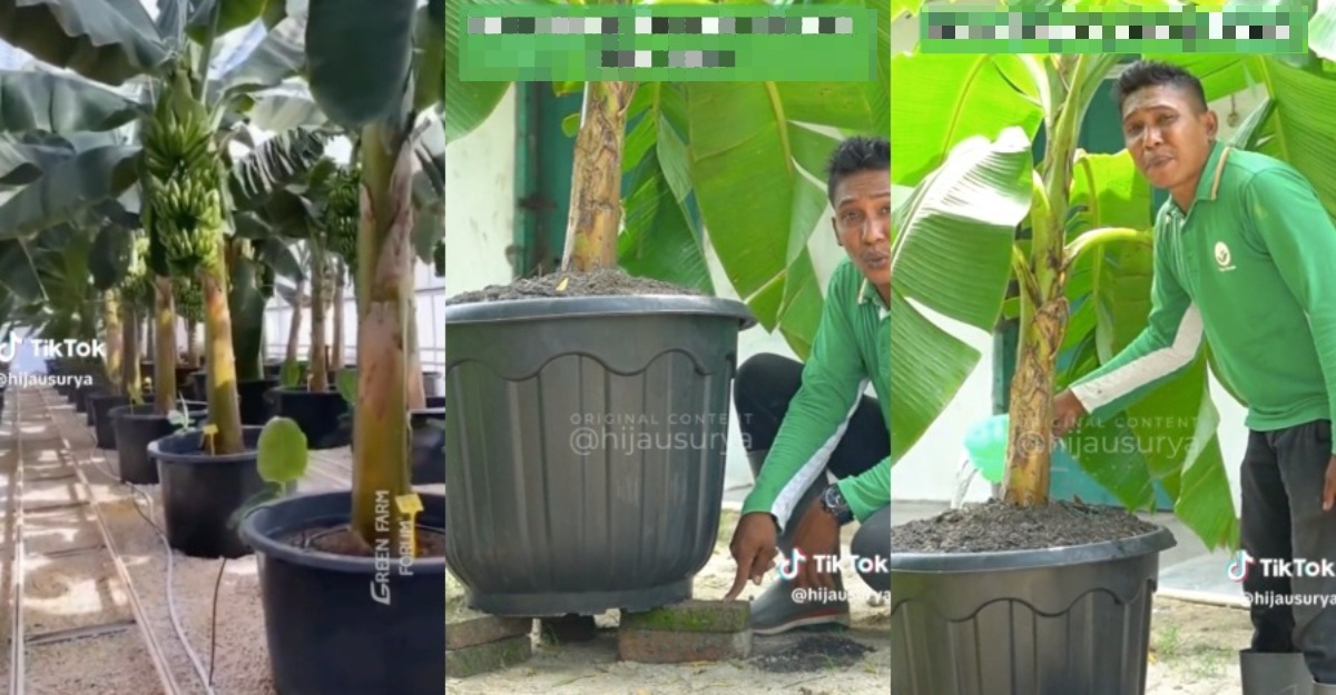 Mudah Je, Abang Ni Ajar Cara Nak Tanam Pokok Pisang Dalam Pasu