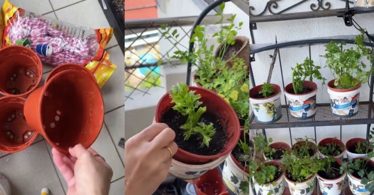 Guna Tali Mop, Ini Cara Tanam Daun Sup Agar Tumbuh Subur