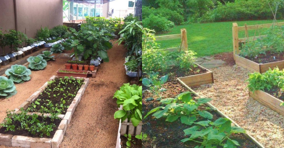 Nak Mula Tapi Tak Tahu Macam Mana, Ini 7 Tips Berkebun Untuk "Beginner"