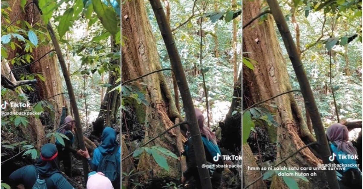 "Ketuk Banir Pokok," Wanita Ajar Cara Bagi Isyarat Kalau Tersesat Dalam ...
