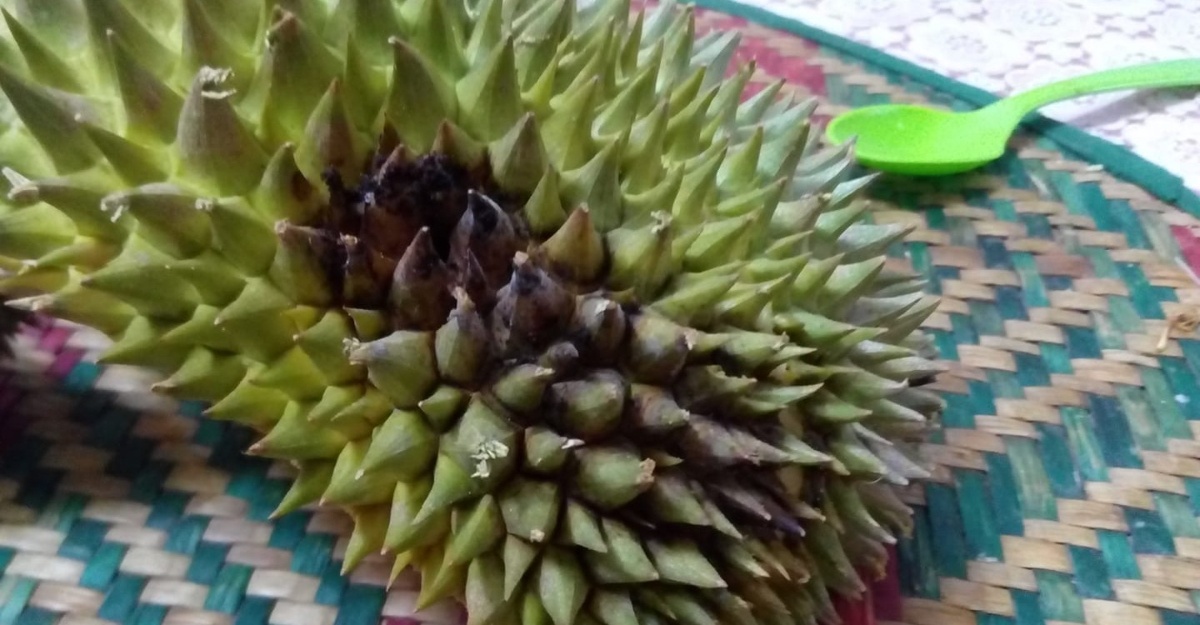 Dah Tiba Musimnya, Ini 10 Tips Pilih Durian Yang Wajib Anda Tahu