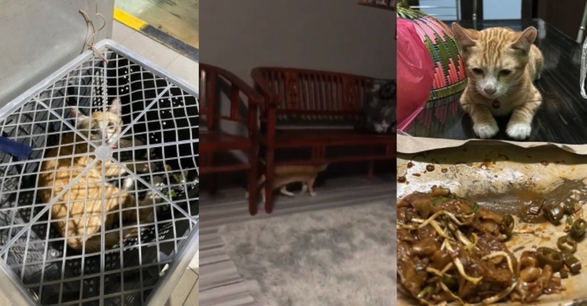 Nyaris 'Bertukar' Kerakyatan, Kisah Oyen Selinap Masuk Lori Sayur Ke ...