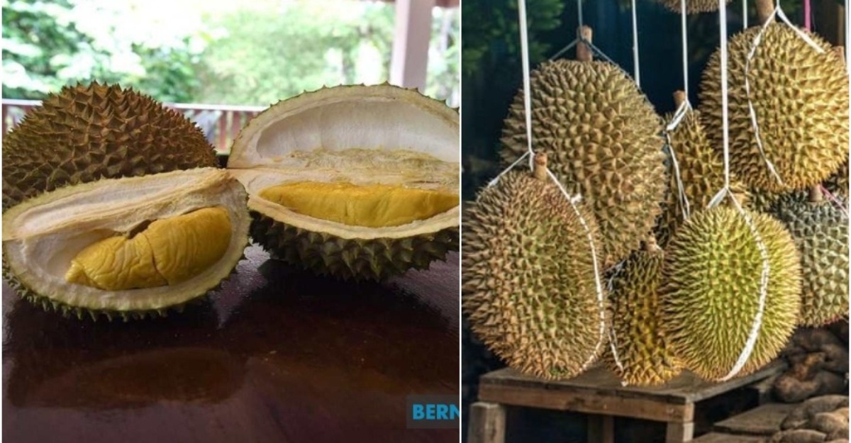 Kaya Dengan Nutrisi, Ini 5 Khasiat Makan Durian Ketika Sedang Hamil Kaya Dengan Nutrisi, Ini 5 Khasiat Makan Durian Ketika Sedang Hamil