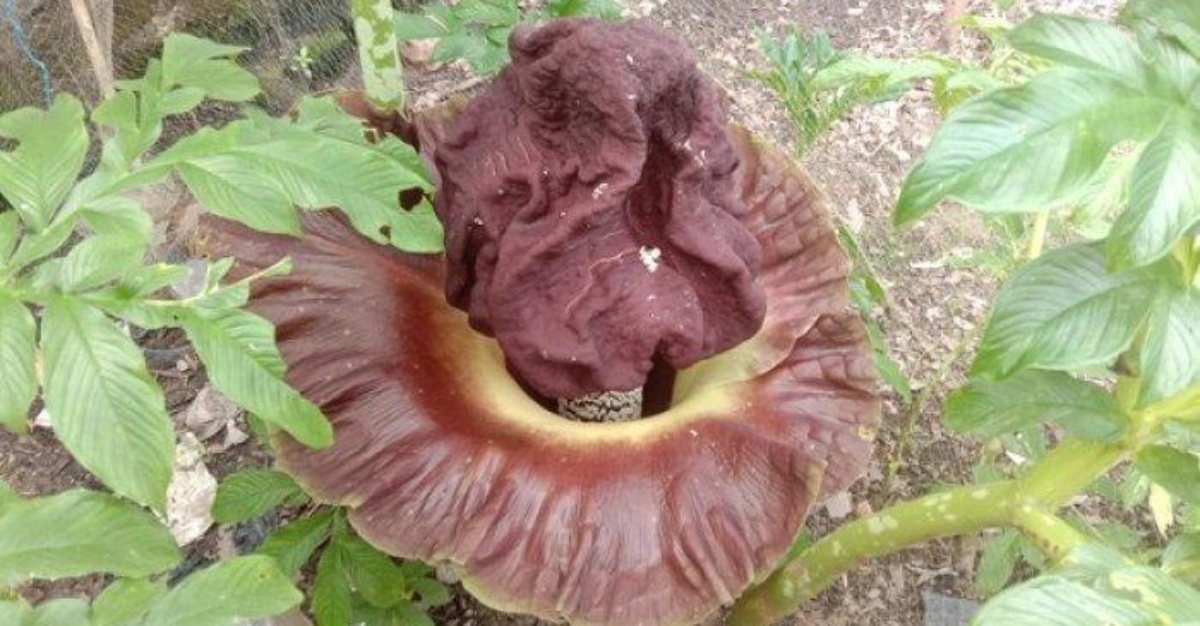 Misteri Bau Busuk Macam Bangkai Haiwan Terungkai, Rupanya Sebab Bunga Ni