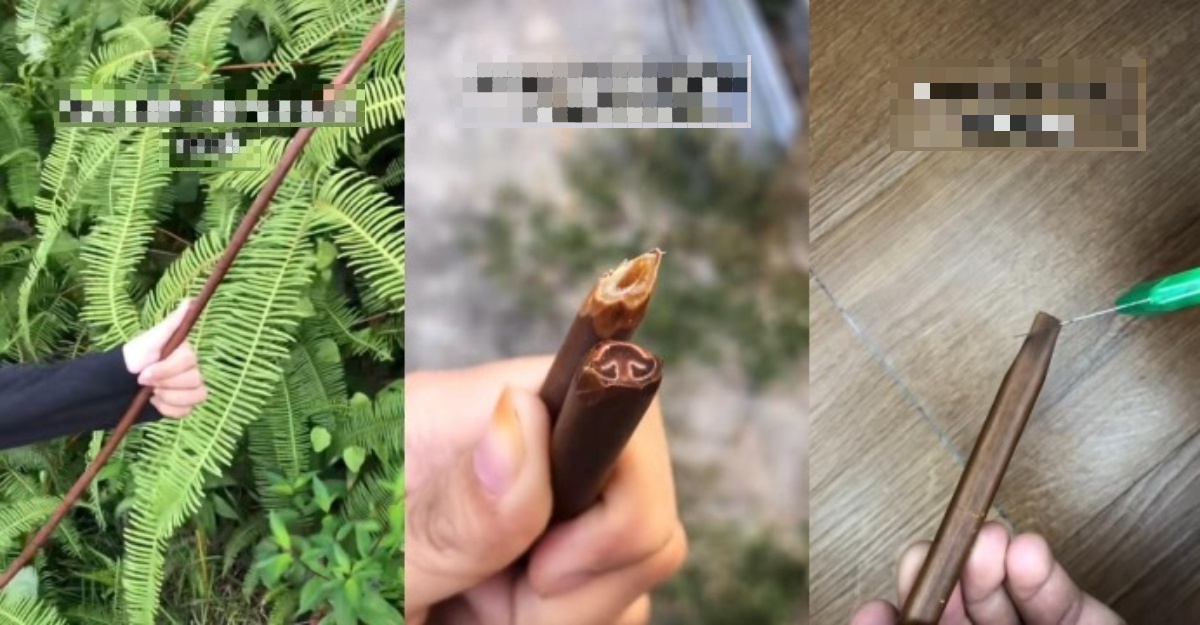 “Pokok Tepi Jalan Je”, Wanita Dedah Cara Buat Pen Khat Dari Pokok Resam