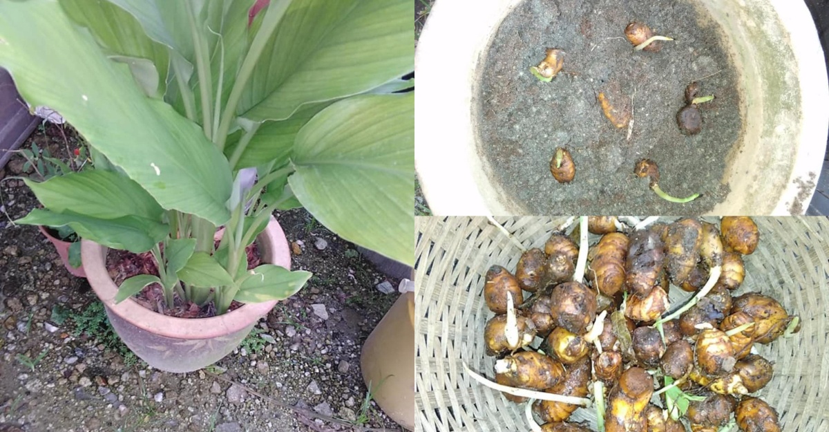 Tak Perlu Beli Lagi Dah, Wanita Ajar Cara Semai Kunyit Dalam Pasu