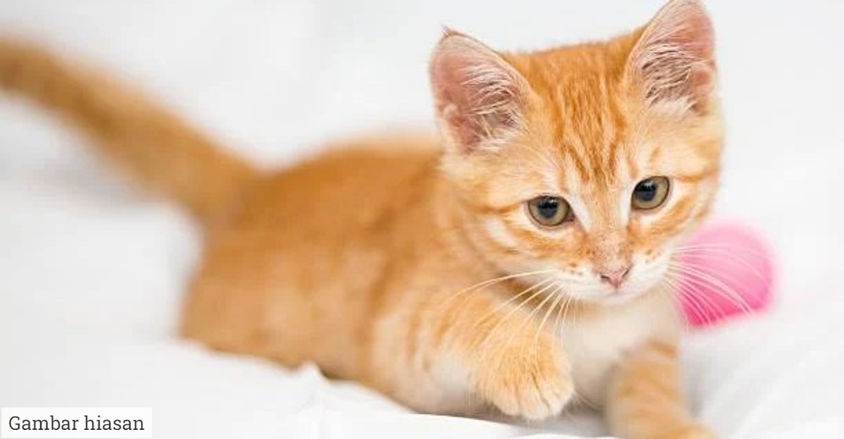 Kenapa Oyen "Special" Berbanding Kucing Lain? Ini Kajiannya