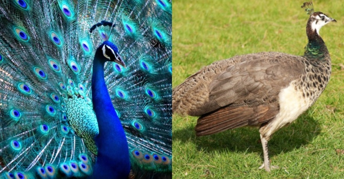 Kenapa Merak Jantan Lebih Cantik & Menarik Berbanding Merak Betina? Ini ...