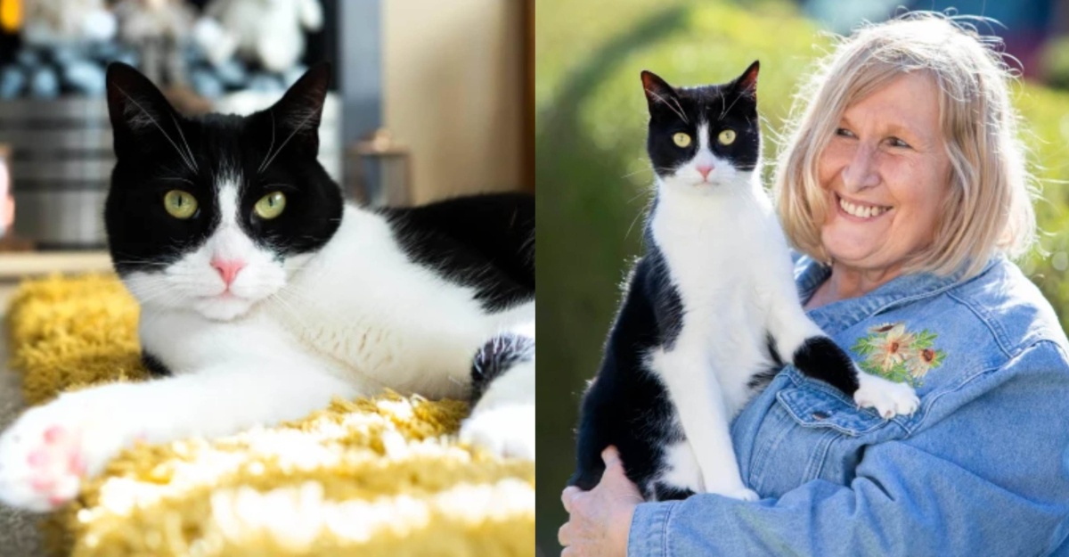 Hero Untuk Tuannya Yang Cacat Pendengaran, Zebby Dinobat Kucing ...