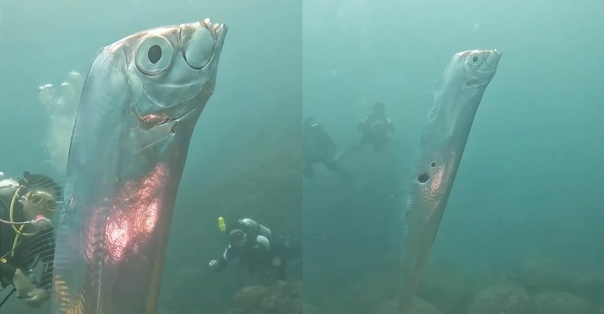 Jarang Berlaku, Penyelam Dipercayai Temui Ikan Dayung Gergasi Di ...
