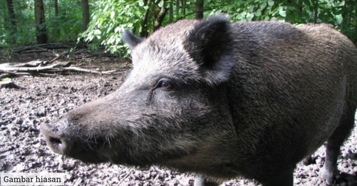 Apa Hukum Terpijak Lopak Air Yang Ada Kesan Tapak Kaki Babi, Ini ...