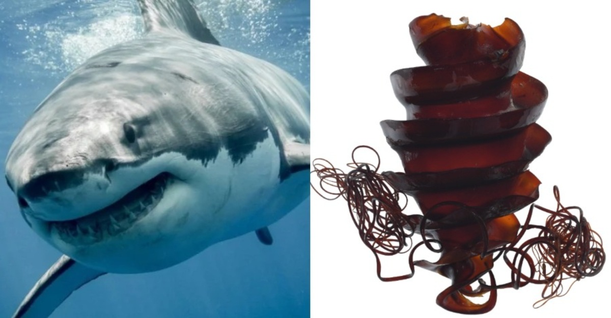 Betul Ke Ikan Jerung Bertelur? Ketahui Fakta Yang Sebenarnya