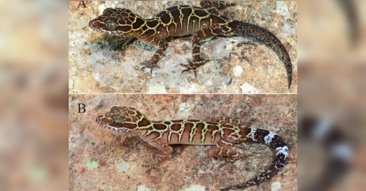 Saintis Jumpa Spesies Baharu Labah-Labah, Cicak Di Perlis