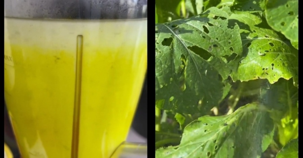 Guna Bawang Putih & Cili Api Jadi Racun Perosak Semula Jadi, Ulat ...