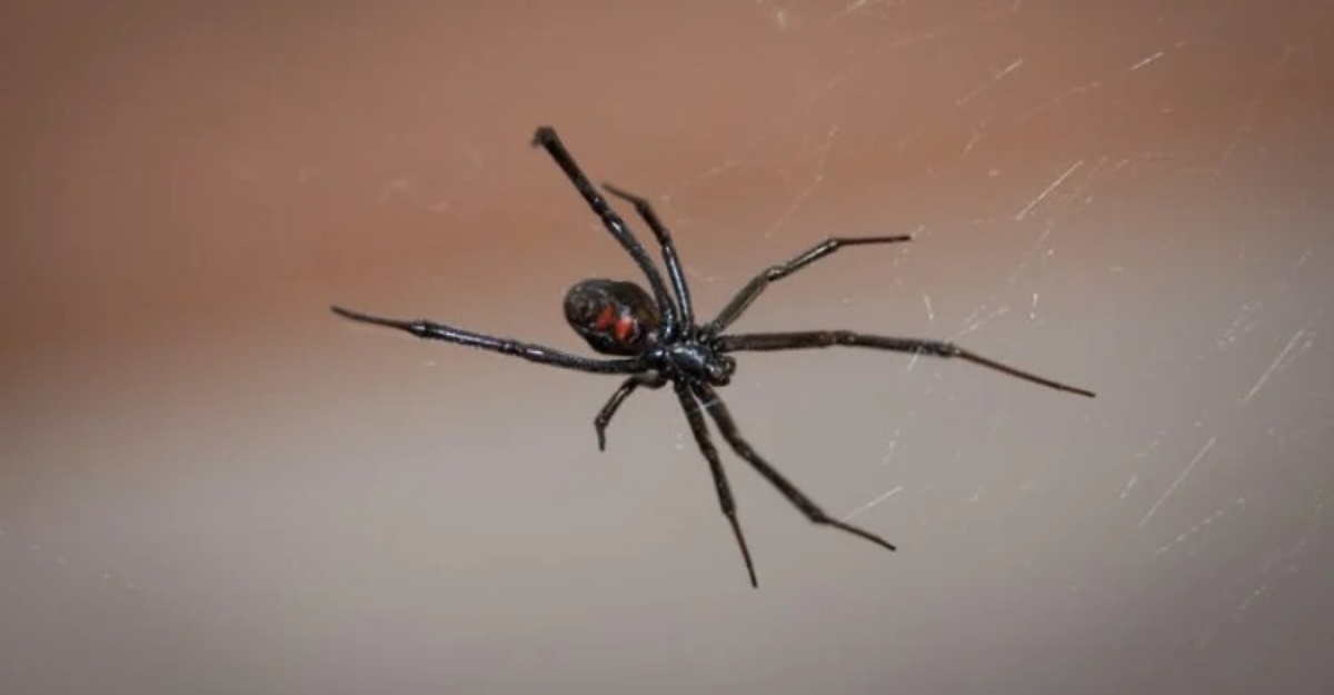 Budak 8 Tahun Nyaris Maut, Biarkan Labah-Labah Black Widow Gigit Semata ...