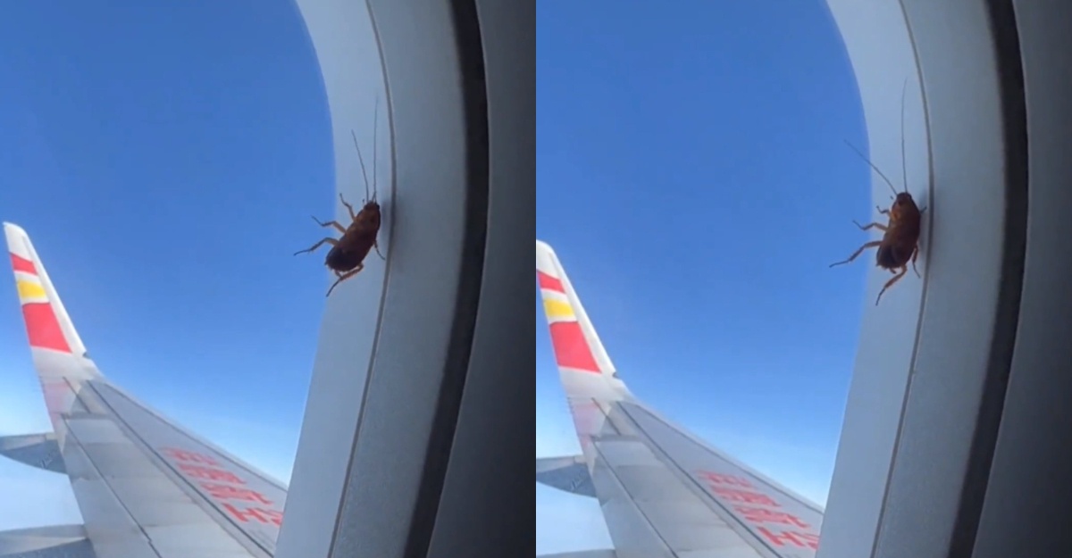 Kekal Bertahan, Aksi Lipas 'Melekat' Di Luar Tingkap Kapal Terbang Curi ...