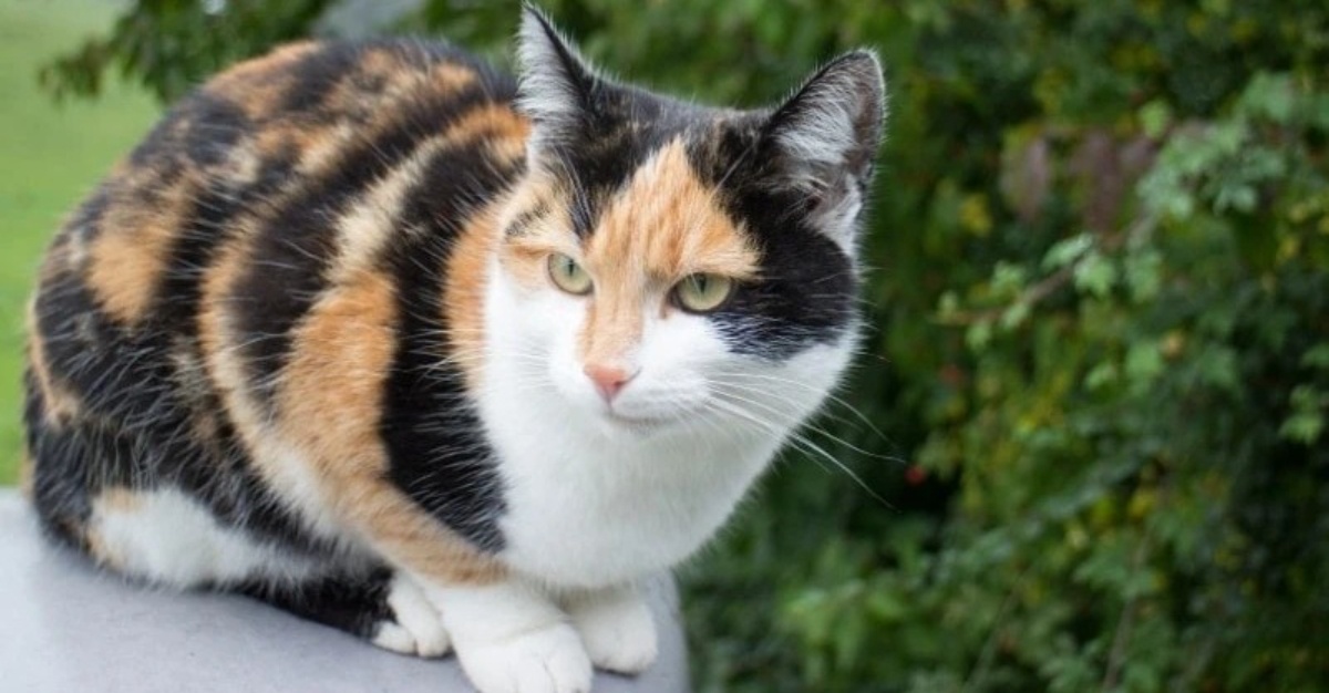 Jarang Ditemui, Ini Sebab Kenapa Kucing Calico Jantan Unik