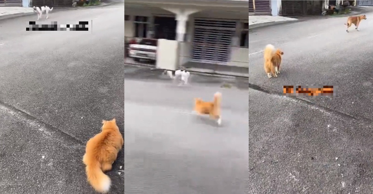 Oyen Tunjuk Siapa 'Taiko' Taman, Kejar Anjing Sampai Bertempiaran Lari