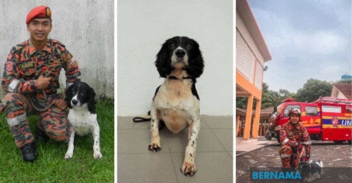 Ini Kisah Blake, Anjing Pengesan Yang Cekap & Tangkas Di Medan Bencana