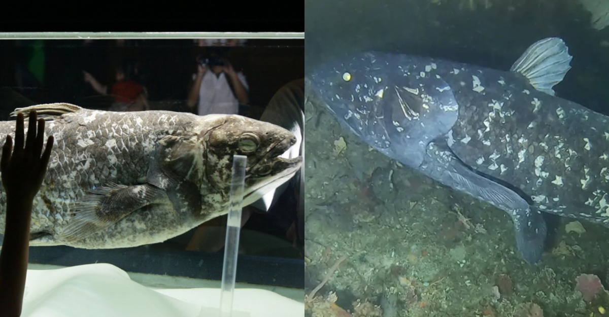 Kenali Coelacanth, Ikan Purba Yang Disangka Pupus Sejak Jutaan Tahun Lalu