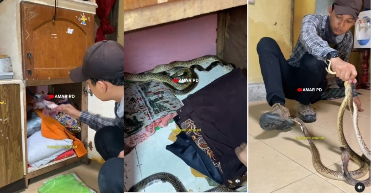 Seram, Ular "King Cobra" Ditemui Beranak Pinak Dalam Almari Pakaian