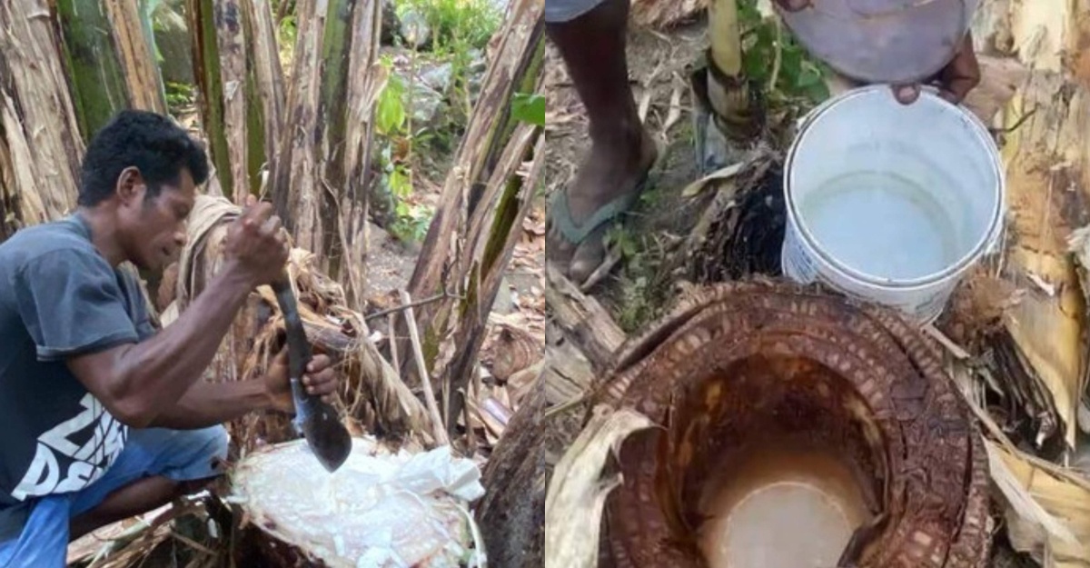 Kemarau Berlarutan, Penduduk Terpaksa Ambil Air Dari Batang Pokok ...