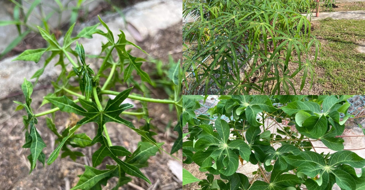 Ada Beza Rupanya, Ini Jenis-Jenis Pucuk Ubi Yang Perlu Anda Tahu