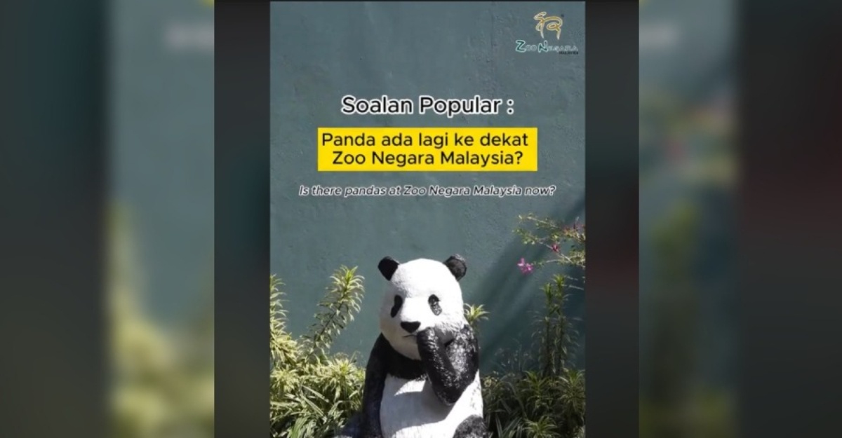 Panda Ada Lagi Ke Dekat Zoo Negara?