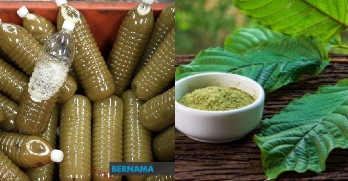 Betul Ke Air Ketum Bagus Untuk Badan? Ini Faktanya Yang Ramai Tak Tahu