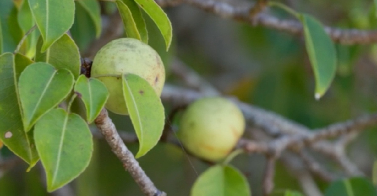 Kenali Manchineel, Pokok Paling Berbahaya Di Dunia Hingga Digelar "Tree ...