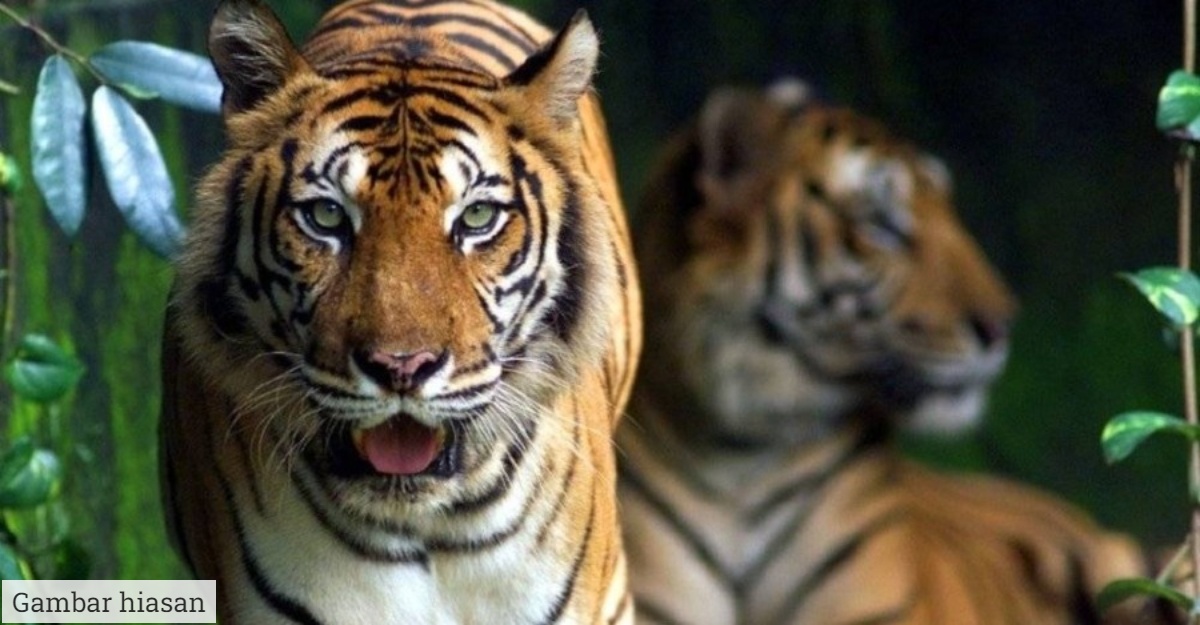 Musim Mengawan Dan Ajar Anak Memburu Antara Sebab Harimau Mengganas ...