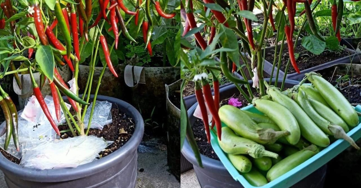 Pakai MSG Buat “Booster”, Wanita Kongsi Pokok Subur & Berbuah Dua Kali ...