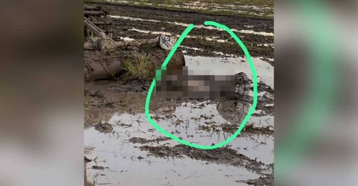 Kanak-kanak OKU Maut, Dipercayai Digilis Pembajak Sawah Padi