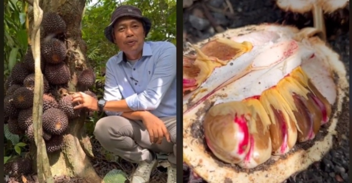 Berbuah Di Batang Pokok, Spesis Buah Durian “Rare” Di Raub, Pahang