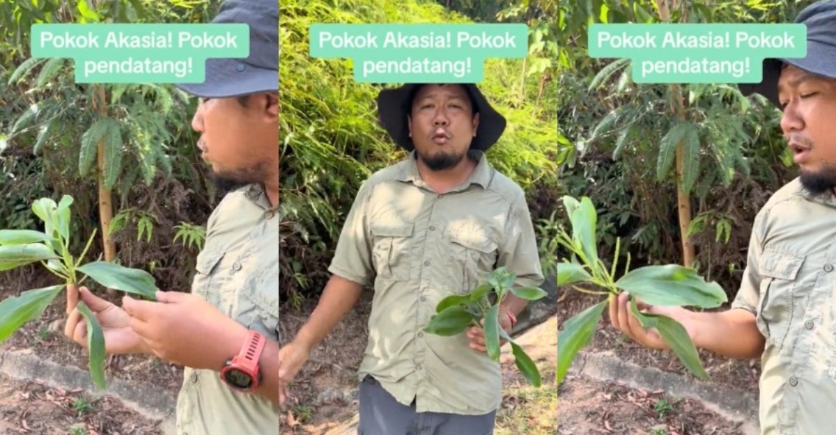 Pendatang Dari Australia, Penyelidik Jelaskan Fakta Menarik Pokok Akasia