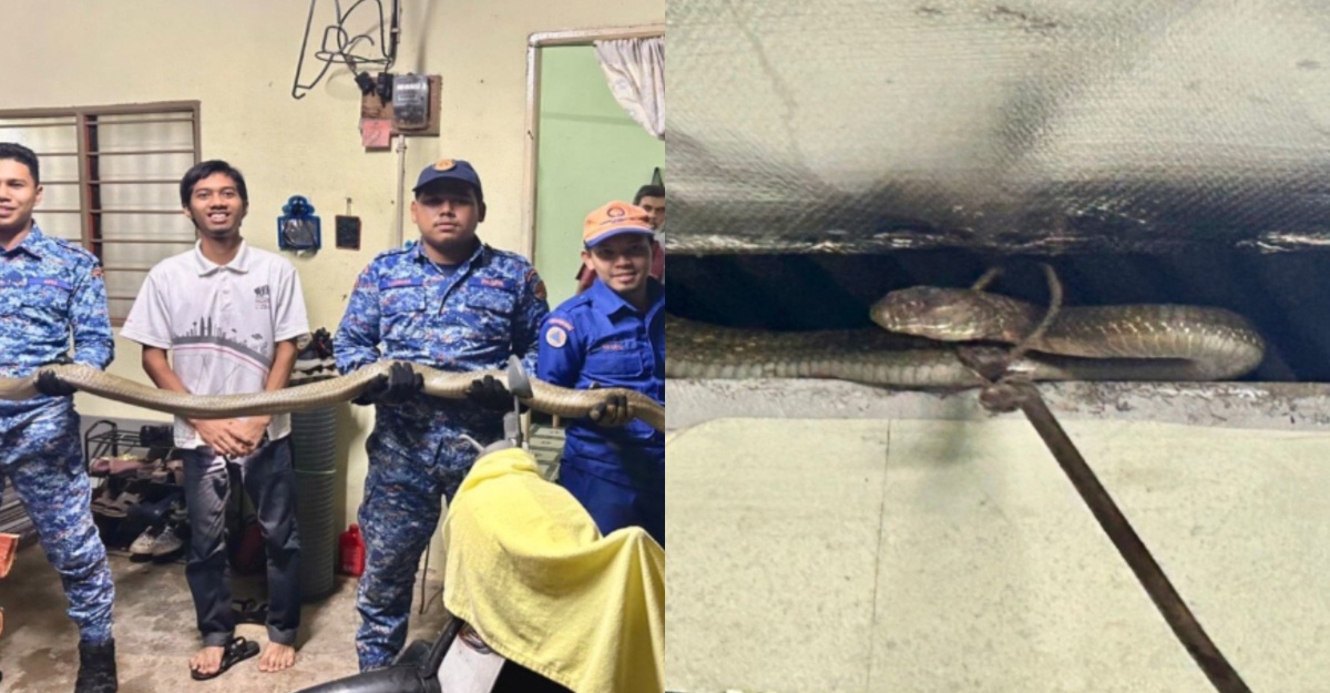 APM Hulu Terengganu Tangkap Ular Tedung Selar Dalam Bilik Tidur